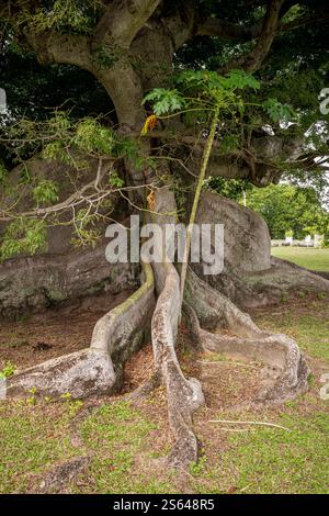 Ceiba tree in Vieques Puerto Rico Stock Photo - Alamy