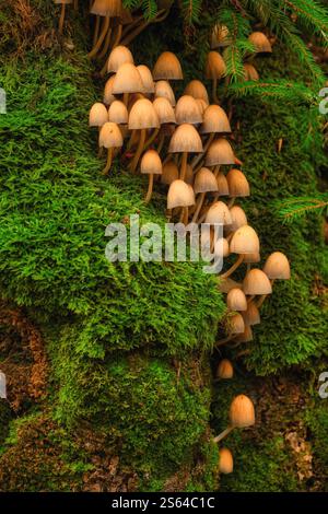 This captivating close-up photo unveils a mesmerizing sight a multitude ...