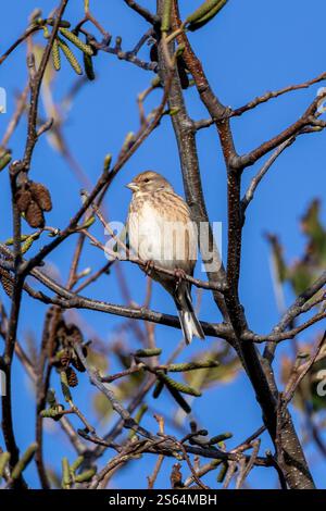 Female Common Linnet, a seed-eating passerine bird, photographed in the ...
