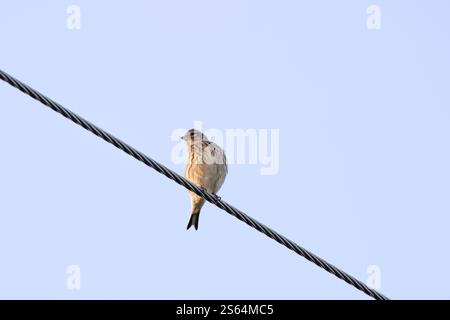 Female Common Linnet, a seed-eating passerine bird, photographed in the ...