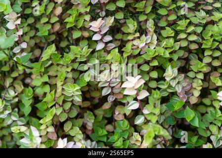 Close up of Callisia repens plant Stock Photo - Alamy