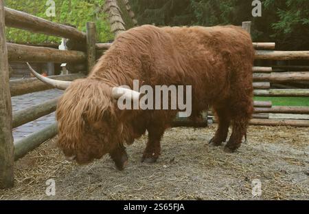 Long horns and a long shaggy coat beef cattle close up Stock Photo - Alamy