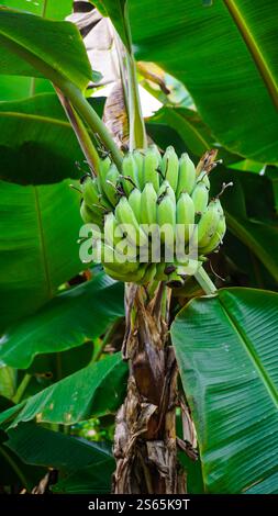 A lush cluster of green bananas hanging from a tree surrounded by dense ...