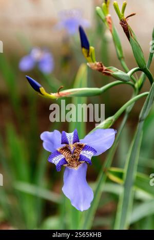 Walking Iris flower (Neomarica caerulea) on garden Stock Photo - Alamy