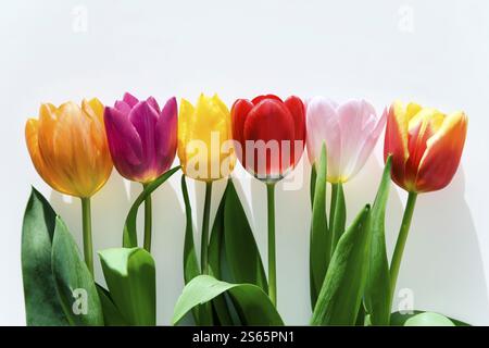 Tulips blooming in front of First Church of Otago, Dunedin, Otago ...