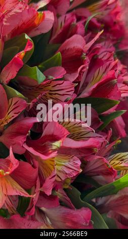 Bouquet of flowers with peony roses, tulips, cotton, succulent and baby ...
