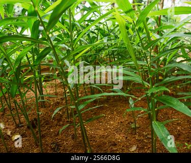 Close-up of plant with long pointed green leaves and central reddish ...