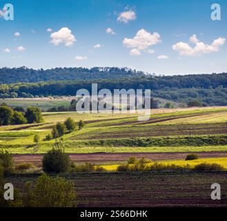 A scenic view of beautiful yellow Rapeseed flower field against a blue ...