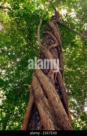View of the strangler fig or the golden fig tree - Ficus aurea in Kaya ...