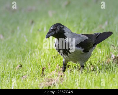 Crow in the city. Close-up of the bird. Corvus Stock Photo - Alamy