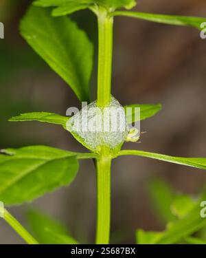 Two-lined Spittlebug (Prosapia bicincta Stock Photo - Alamy