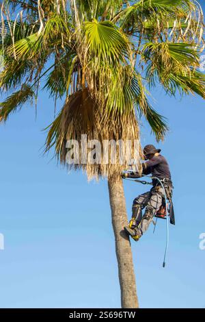 Palm tree pruner climbing up the trunk of a washingtonia palm tree ...