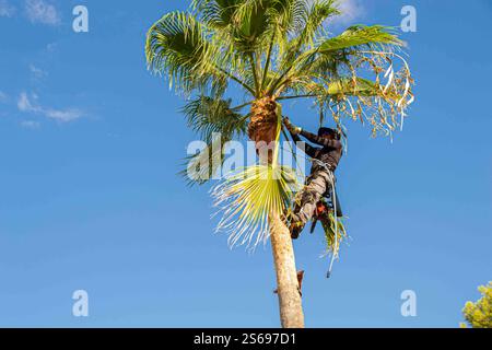 Latin palm pruner with safety harness prunes the leaves of a palm tree ...