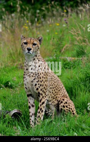 A male Northeast Cheetah at Dartmoor Zoo Park, Devon Stock Photo - Alamy