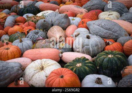 Display of colorful decorative heirloom pumpkins and gourds in the fall ...