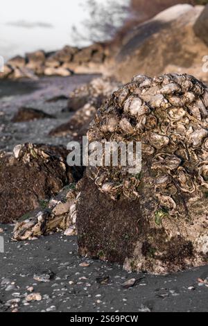 Detail of rocks after seawater retreat: close-up view of mussels, open ...