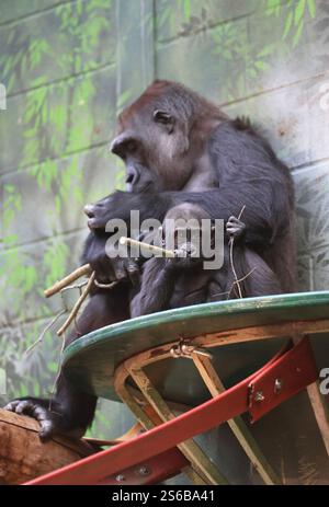 Western lowland gorilla Mjukuu, with her one year baby Juno, at London Zoo, part of the breeding ...