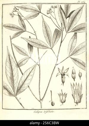 Galipea trifoliata Galipea trifoliata Stock Photo - Alamy