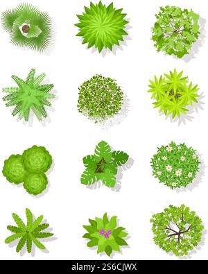 Top view tree. Planting green trees, park map vegetation and tropical ...