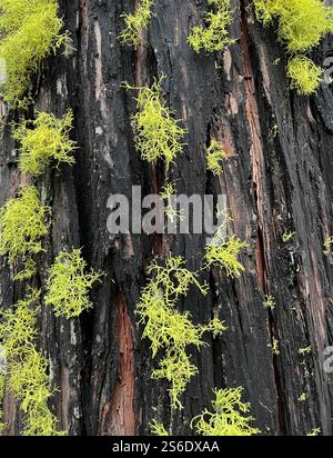 Lichen and green moss on the bark of a tree trunk close-up Stock Photo ...