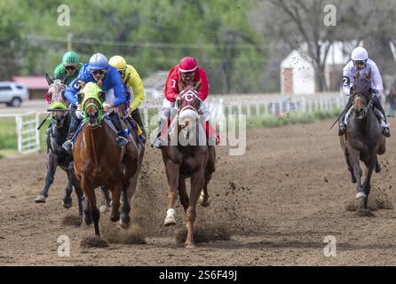 Horse racing at the Bucking Horse Sale, Rodeo, Miles City, Montana, USA ...