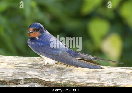 Barn Swallow Hirundo rustica, order Passeriformes, suborder Passeres ...