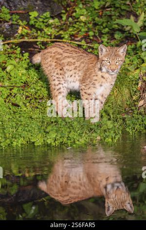 Lines reflected in mirrors Stock Photo - Alamy