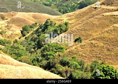 Dense vegetation in a narrow valley, in the middle of dry grassland on ...
