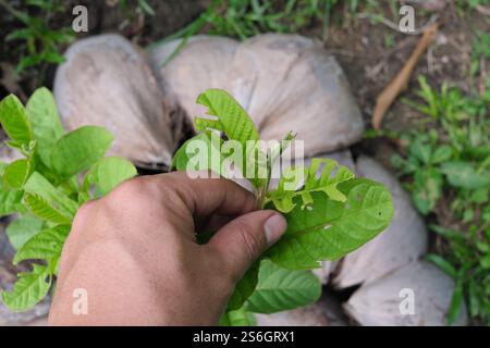Closeup of young guava leaves with chewing insect damage. Pest and ...