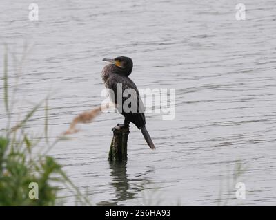A cormorant sits on a thick wooden pole Stock Photo - Alamy