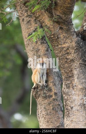 Common patas monkey Erythrocebus patas, juvenile perched in tree ...