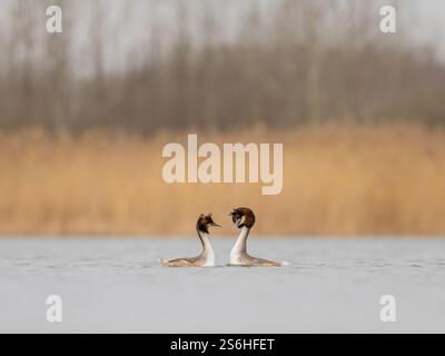 Great Crested Grebes mating ritual called the Weed dance, in the waters ...