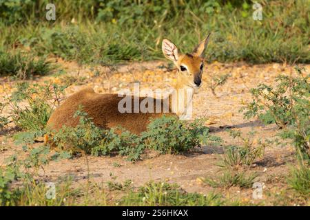 Oribi Ourebia ourebi, adult female in grassland, Murchison Falls ...