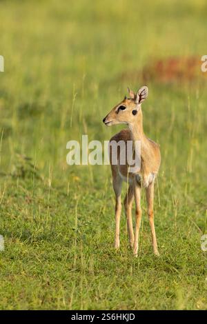 Oribi Ourebia ourebi, adult female foraging, Murchison Falls National ...