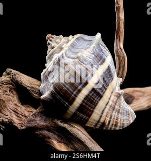 Melongena Shell on black background Stock Photo - Alamy