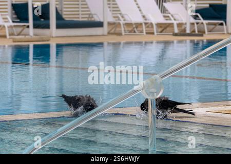Ravens drink the swimming pool water Photographed at a hotel resort ...
