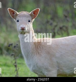 Fallow deer is the common name for species of deer in the genus Dama of ...