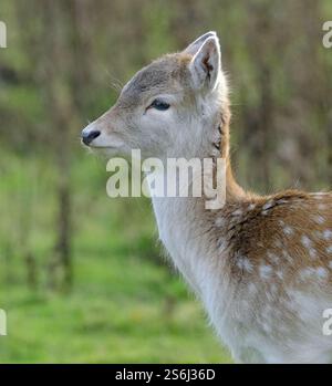Fallow deer is the common name for species of deer in the genus Dama of ...