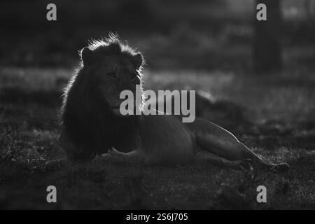 Mono lion lying on grass at dawn Stock Photo - Alamy