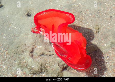 Juvenile Spanish Dancer (Hexabranchus sanguineus) as sea snail from the ...