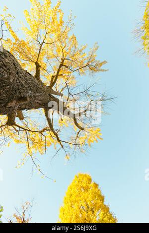 Ginko trees in asakusa temple in Japan Stock Photo - Alamy