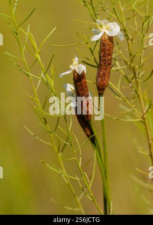 Xyris yellow flowers or Xyridaceae wild flower in Thailand Stock Photo ...
