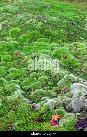 Saiho-ji zen temple (Koke-dera, the Moss Temple), Kyoto, Japan. An old ...