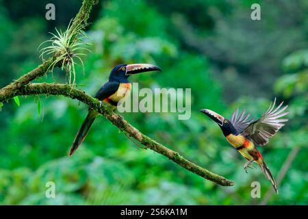 collared aracari (Pteroglossus torquatus), flying with a piece of ...