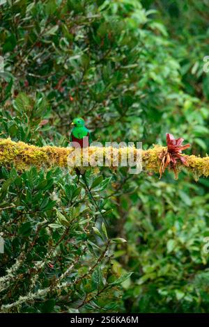 Resplendent Quetzal (Pharomachrus mocinno) on a branch, Costa Rica ...