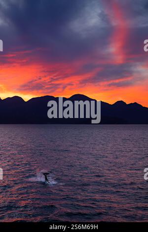 A Killer Whale (Orcinus orca) splashing with its tail flukes off the ...