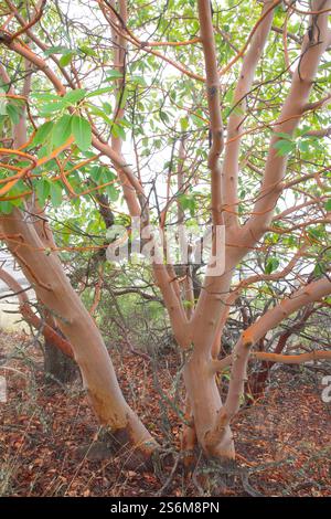 Pacific madrone (Arbutus menziesii Stock Photo - Alamy