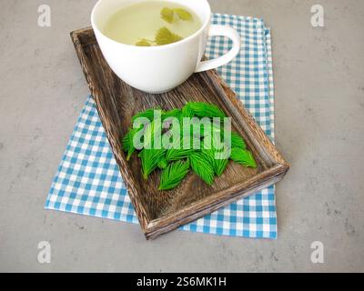 Spruce tips tea, herbal tea from young May tops Stock Photo - Alamy