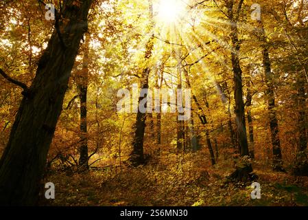 A sun star in the colourful deciduous forest in autumn, Hanover, Lower ...
