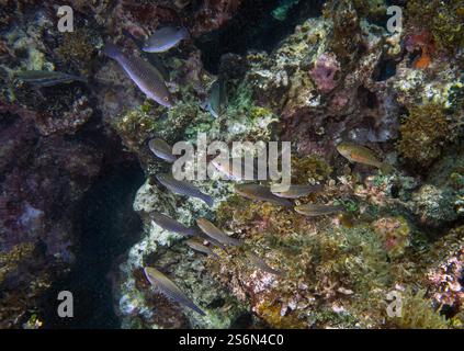 Emerald Parrotfish (Nicholsina usta) the Caribbean Sea Stock Photo - Alamy
